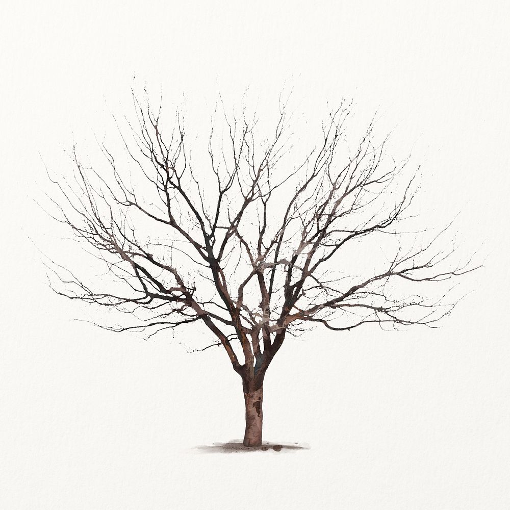 Leafless tree watercolor illustration isolated | Premium Vector - rawpixel