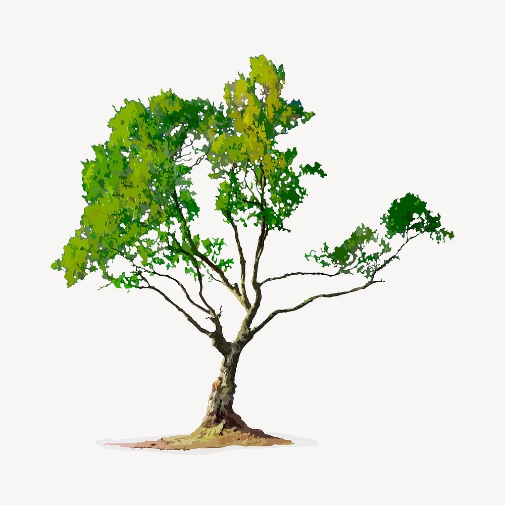 Tree isolated white, nature design | Free Photo Illustration - rawpixel