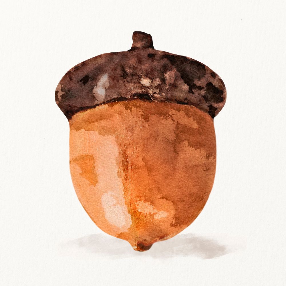 Watercolor acorn illustration | Free Photo Illustration - rawpixel