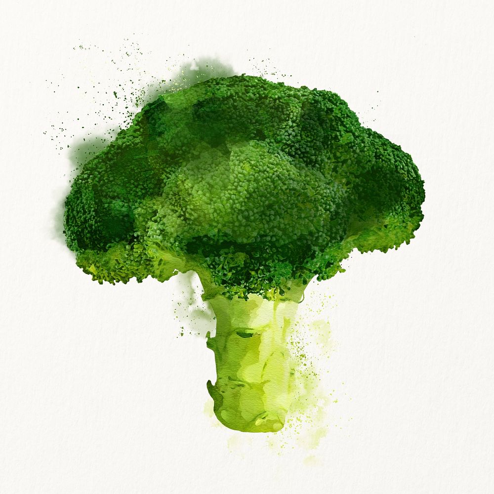 Watercolor broccoli illustration, vegetable drawing | Free Photo ...