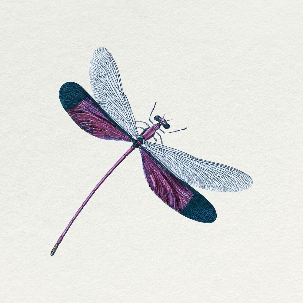 Purple dragonfly sticker, insect illustration | Premium PSD - rawpixel