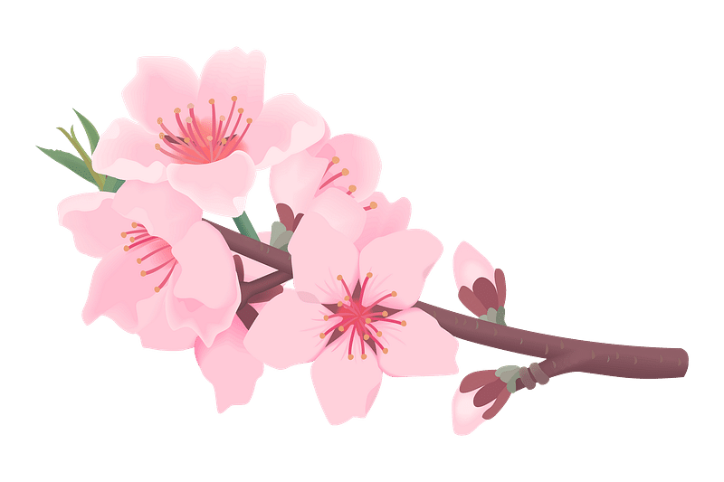 Cherry Blossoms Clipart