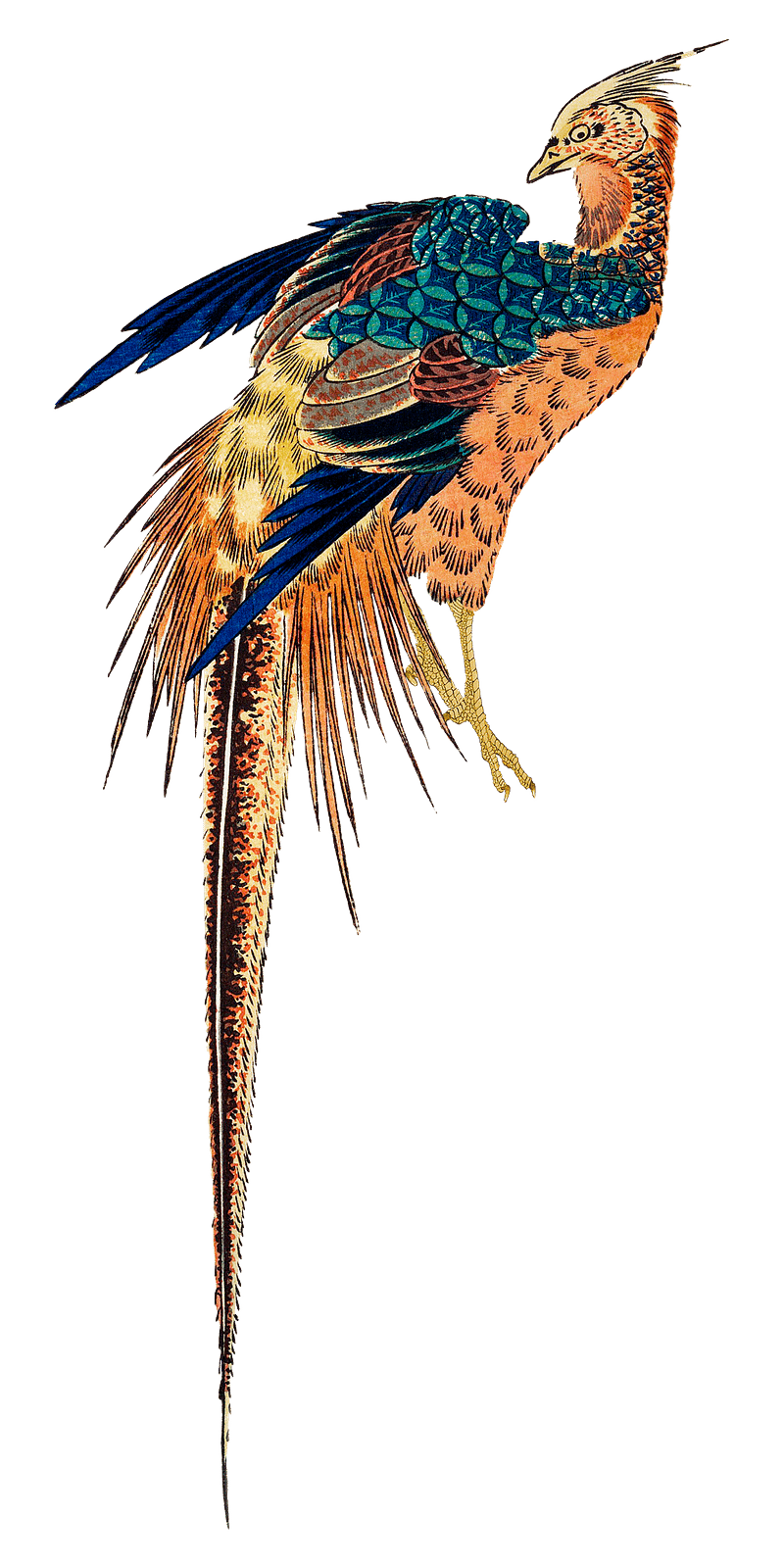 Pheasant Flying Drawing