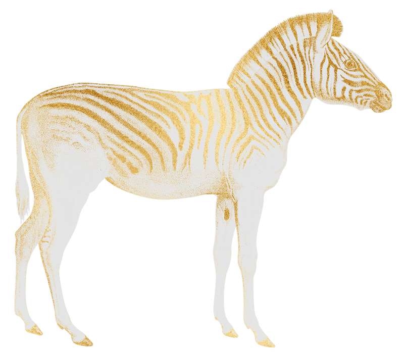 Golden Zebra Animal