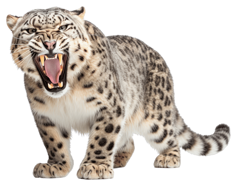 Angry Snow Leopard