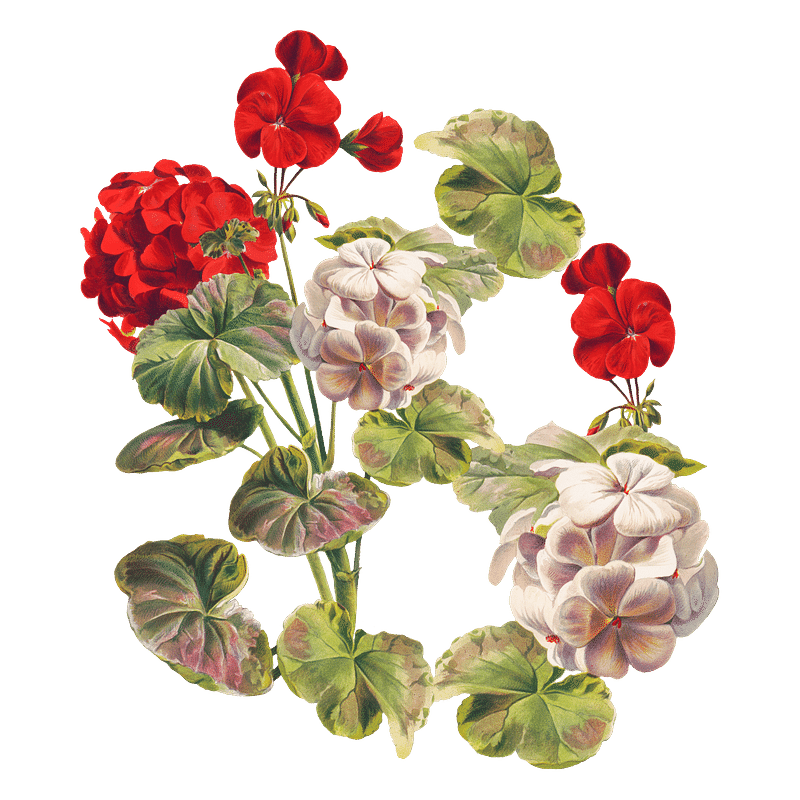 Red Geranium Drawing