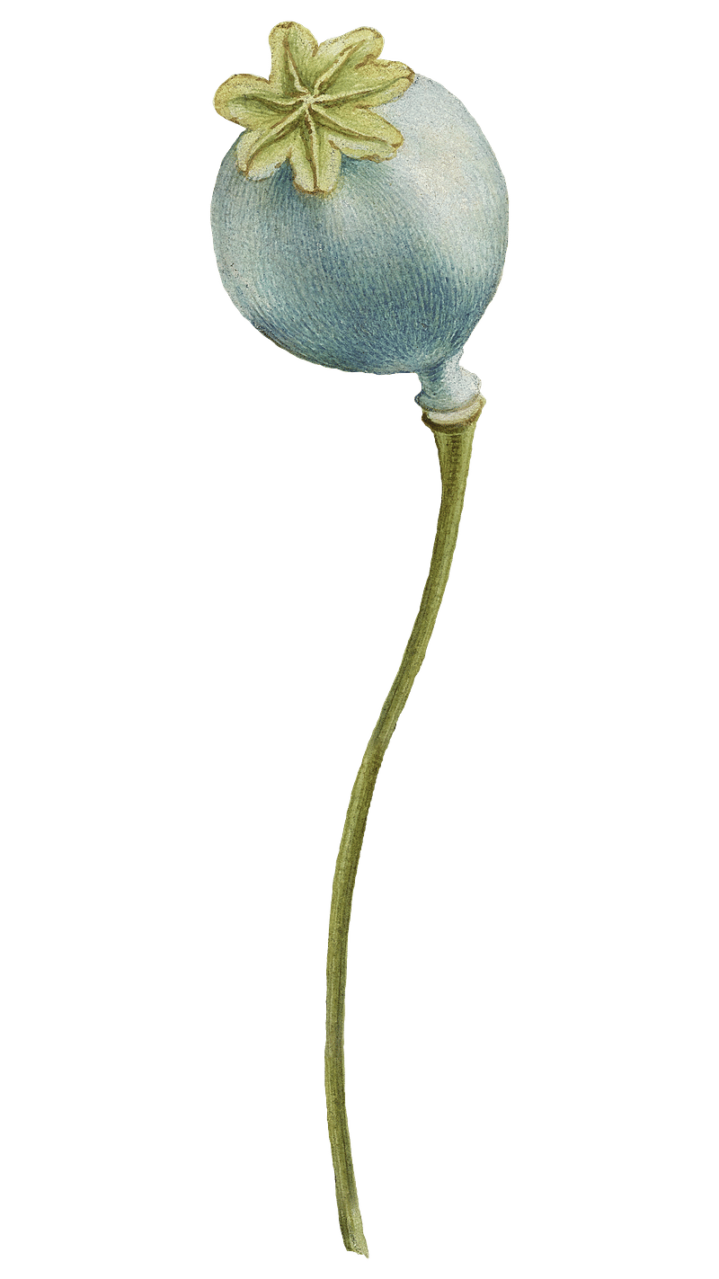 Opium Poppy Flower Art